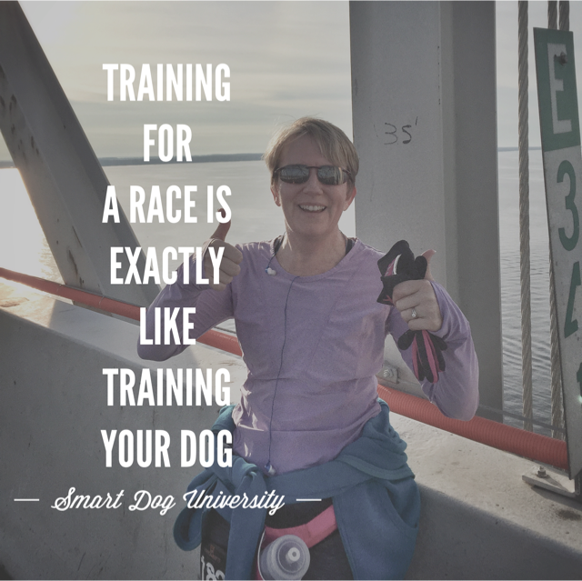 News Archives - Smart Dog University