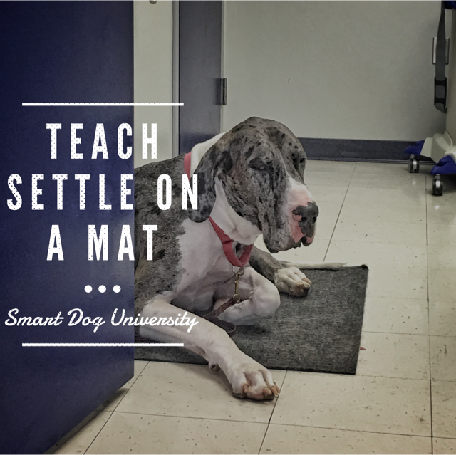 Settle on a Mat - Smart Dog University