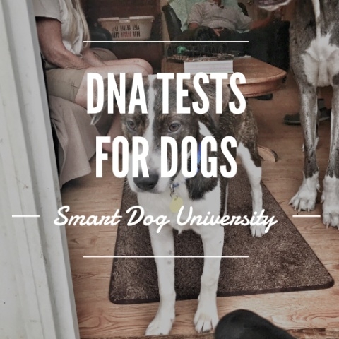 DNA Tests for Dogs: What Breeds Make Up Your Dog's Heritage? - Smart ...