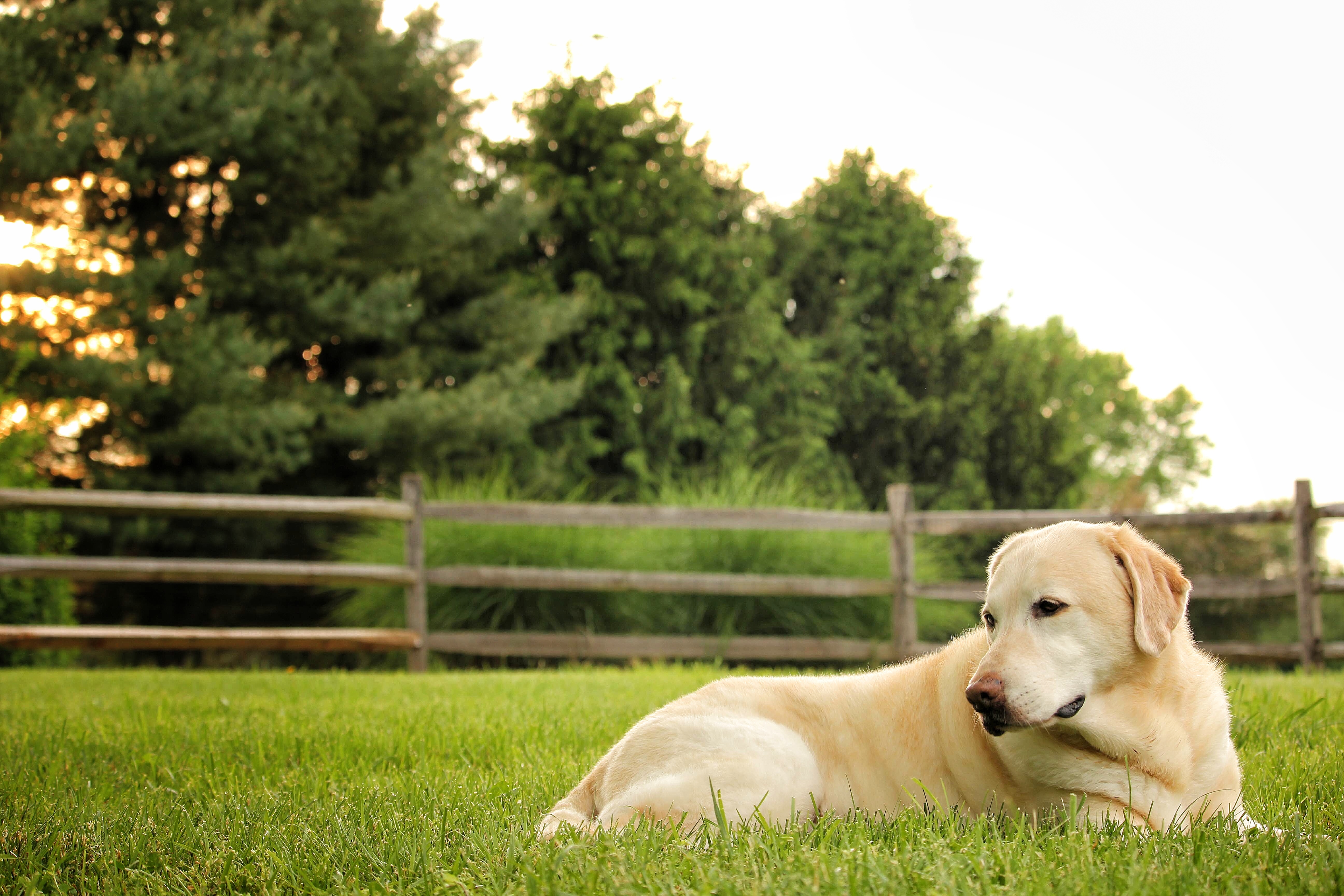 Tango - Smart Dog University
