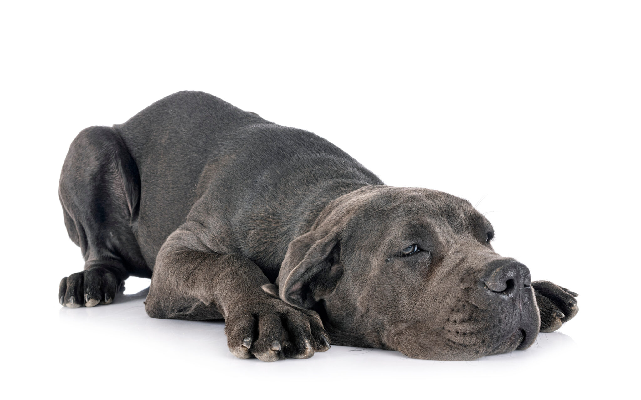 Services - Smart Dog University